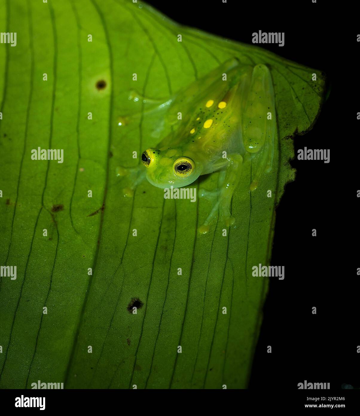 Glass frog (Hyalinobatrachium aureoguttatum), Choco region, Colombia ...