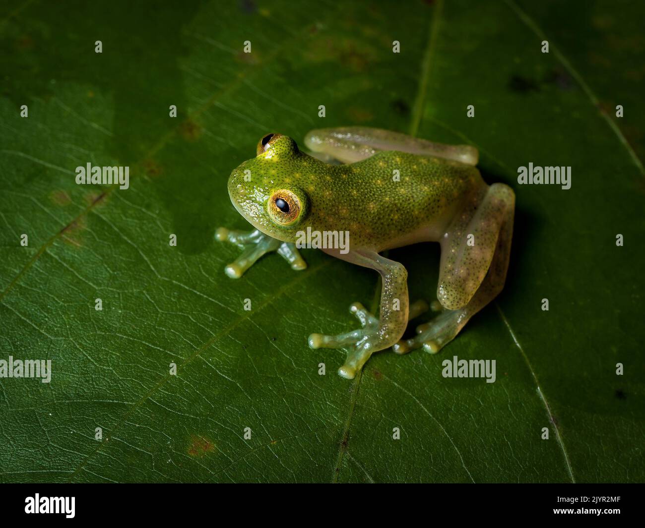 Glass frog (Hyalinobatrachium carlesvilae), Peru Stock Photo - Alamy