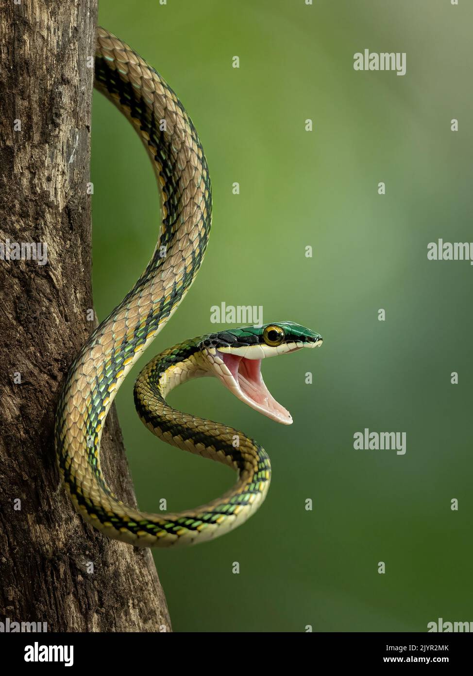 Mexican Parrot Snake (Leptophis mexicanus), Guatemala Stock Photo - Alamy