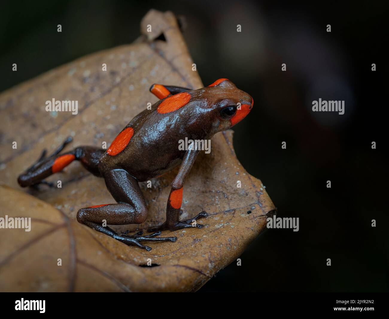 bullseye Poison-frog (Oophaga histrionica), red morph, Colombia Stock ...