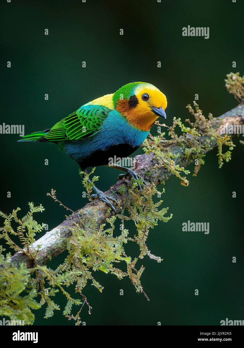 Multicolored Tanager (Chlorochrysa nitidissima), Colombia Stock Photo ...
