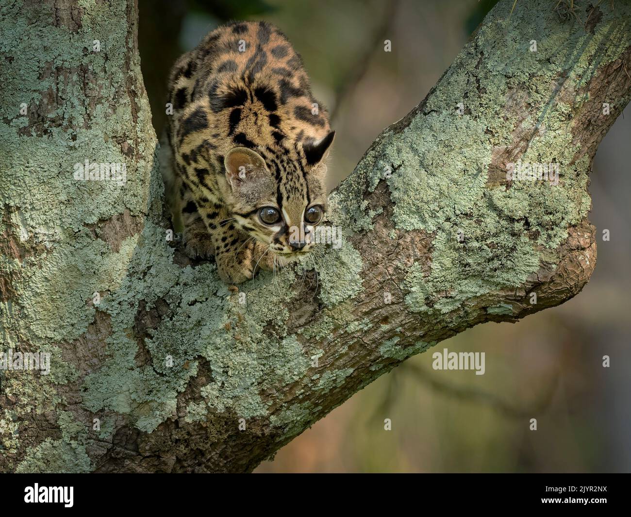 Margay (Leopardus wiedii), young female in captivity, Guatemala Stock ...