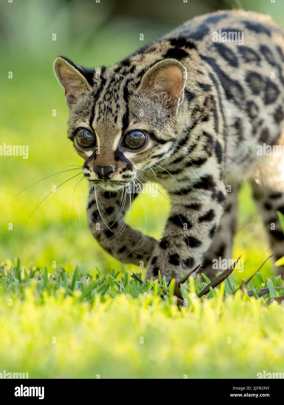 Margay (Leopardus wiedii), young female in captivity, Guatemala Stock ...