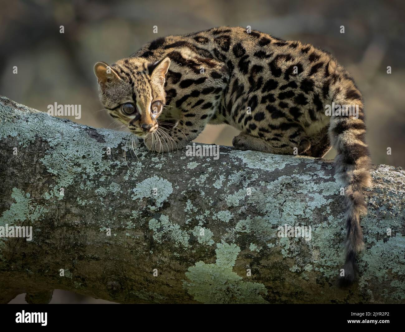 Margay (Leopardus wiedii), young female in captivity, Guatemala Stock Photo - Alamy