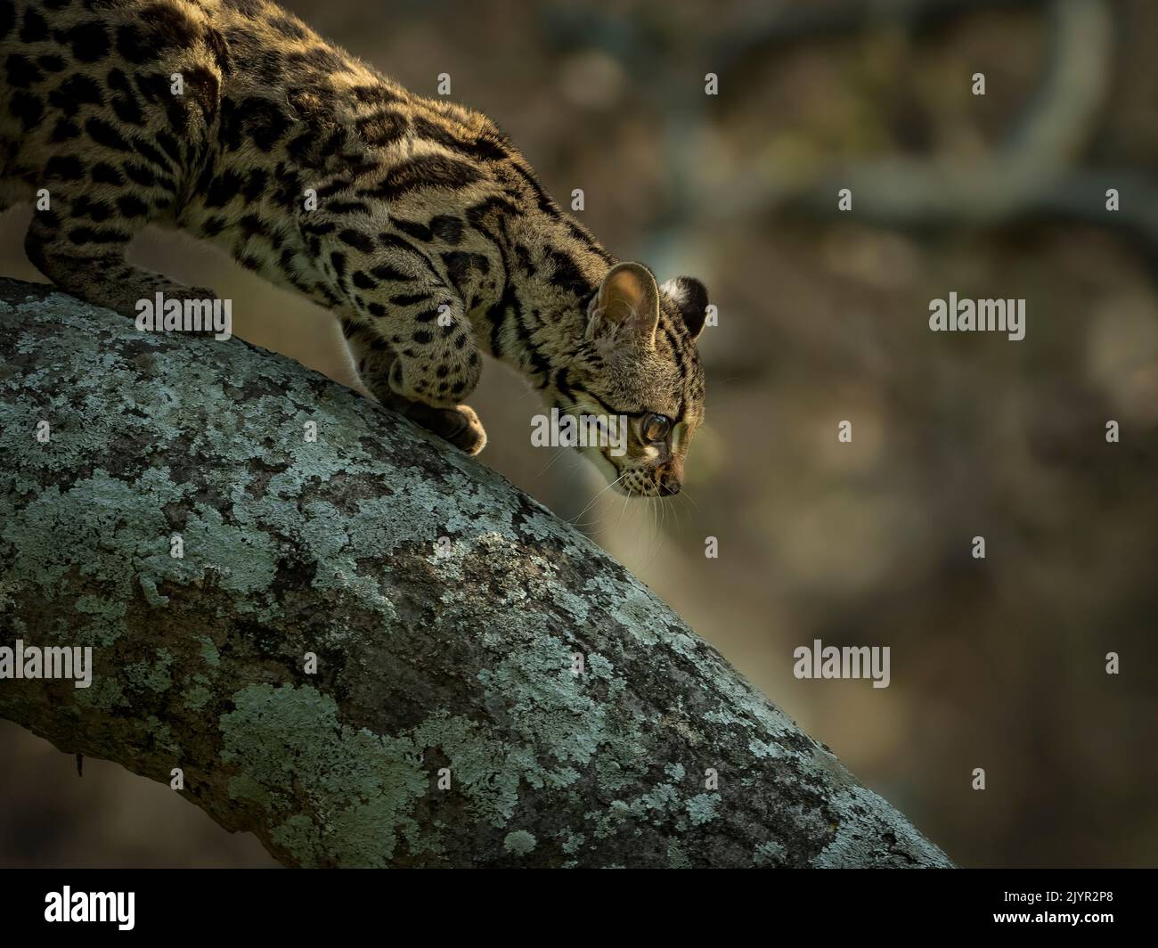 Margay hi-res stock photography and images - Alamy