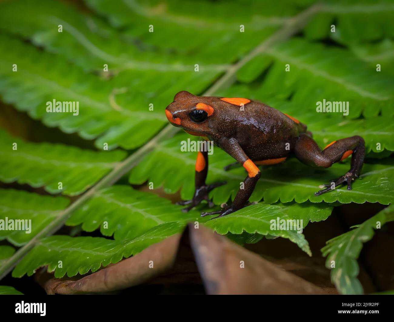 bullseye Poison-frog (Oophaga histrionica), orange morph, Colombia ...