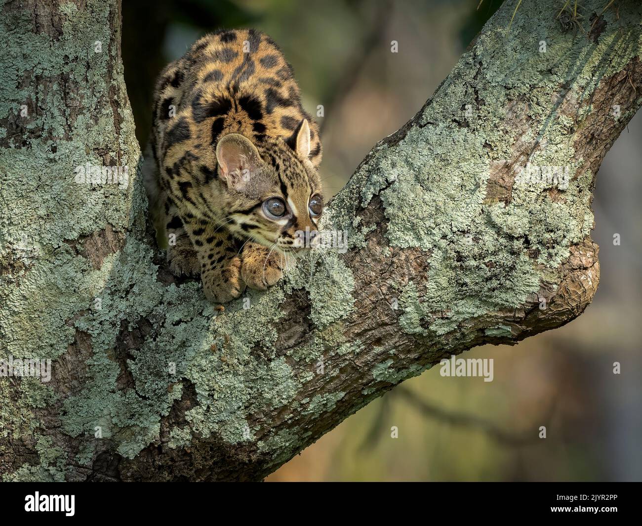 Margay (Leopardus wiedii), young female in captivity, Guatemala Stock ...
