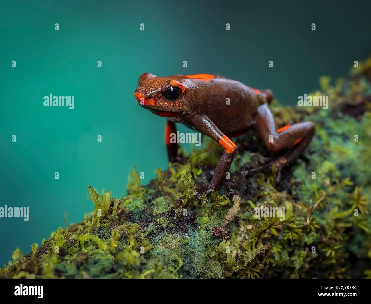 bullseye Poison-frog (Oophaga histrionica), orange morph, Colombia ...