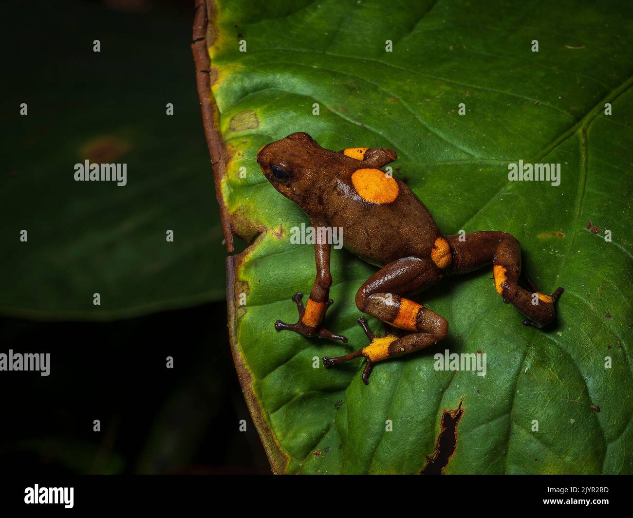 bullseye Poison-frog (Oophaga histrionica), orange morph, Colombia ...