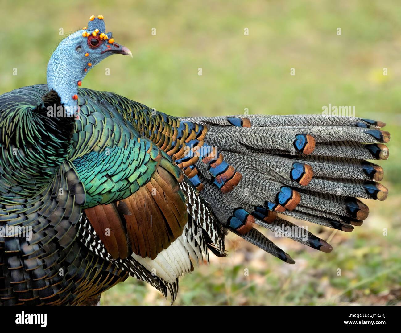 Ocellated Turkey (Meleagris ocellata), male? preening, Guatemala Stock ...