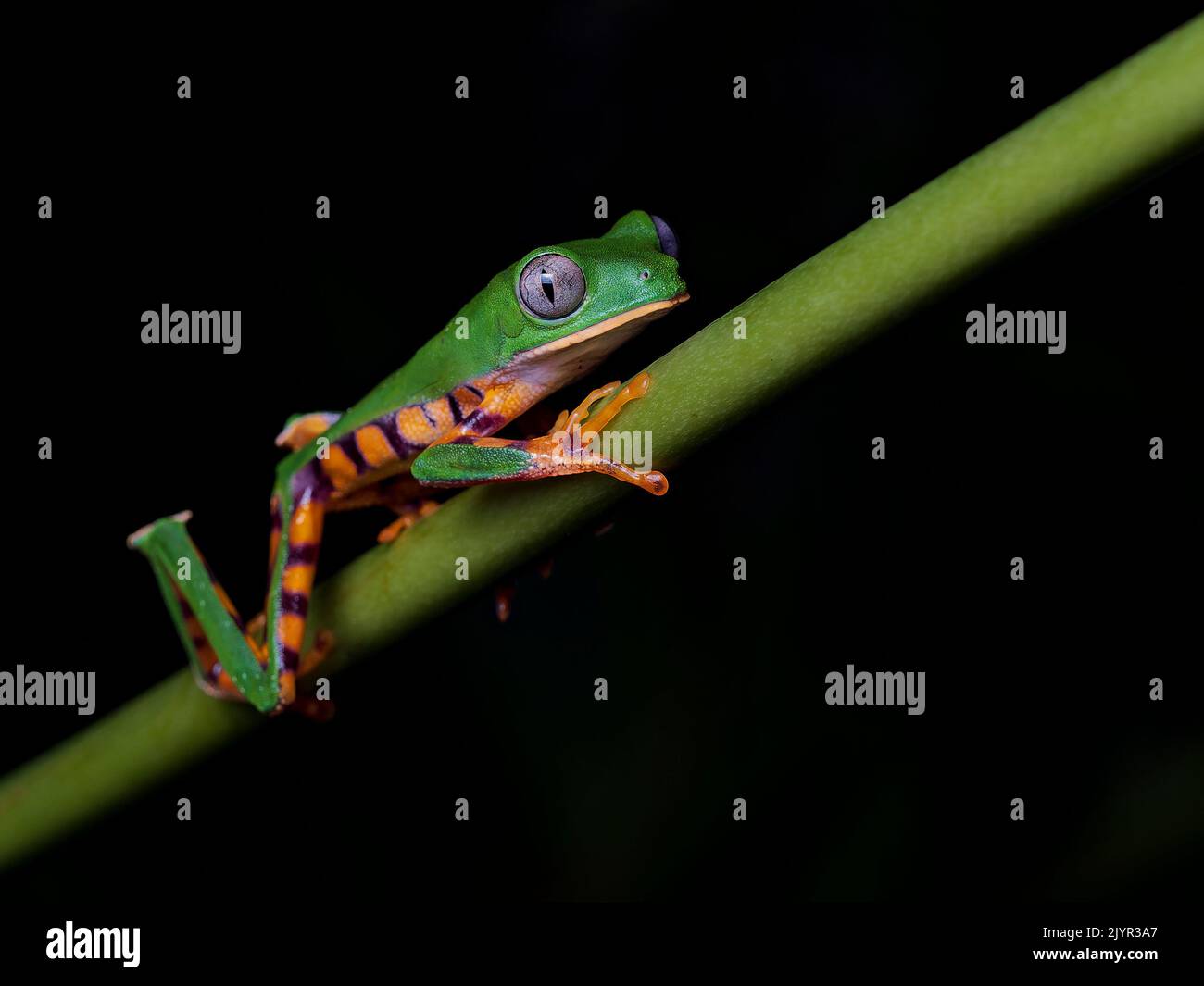 Orange Monkey Frog (Callymedusa tomopterna), female, Peru Stock Photo ...