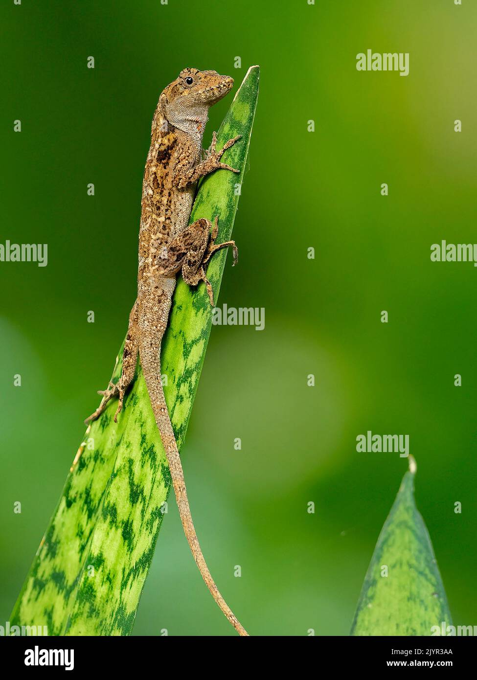 Anole (Anolis sp), Tikal, Guatemala Stock Photo - Alamy