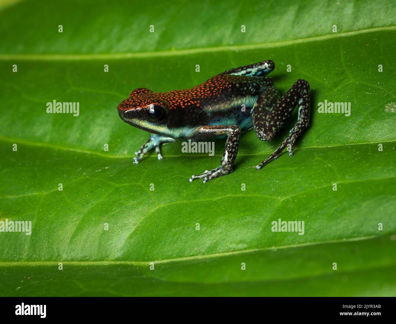 Poison-frog (Ameerega parvula), Peru Stock Photo - Alamy