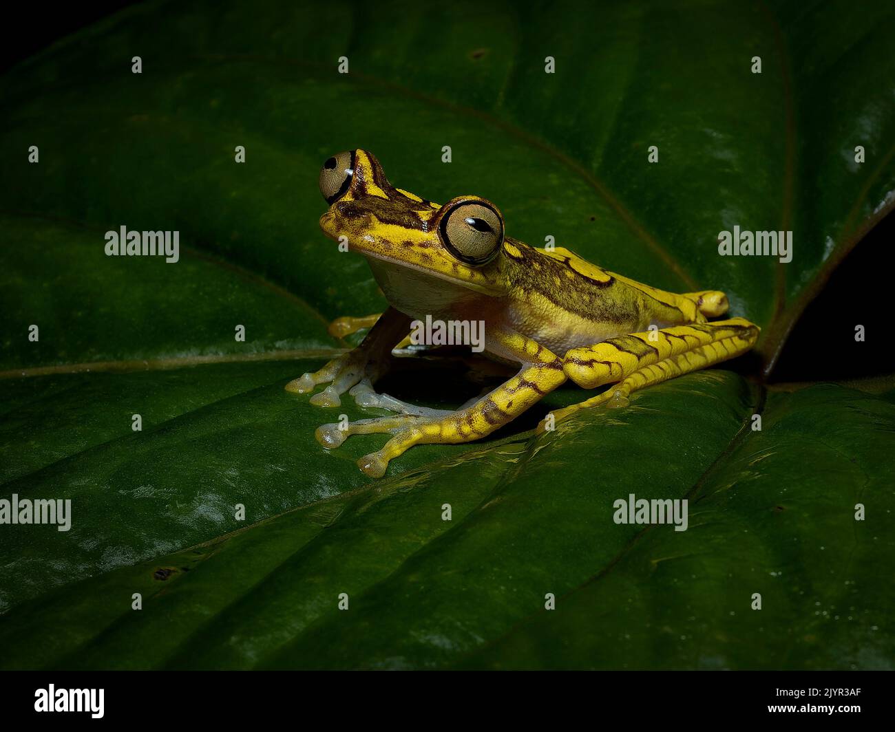 Imbabura Tree Frog (Boana picturata), Peru Stock Photo - Alamy