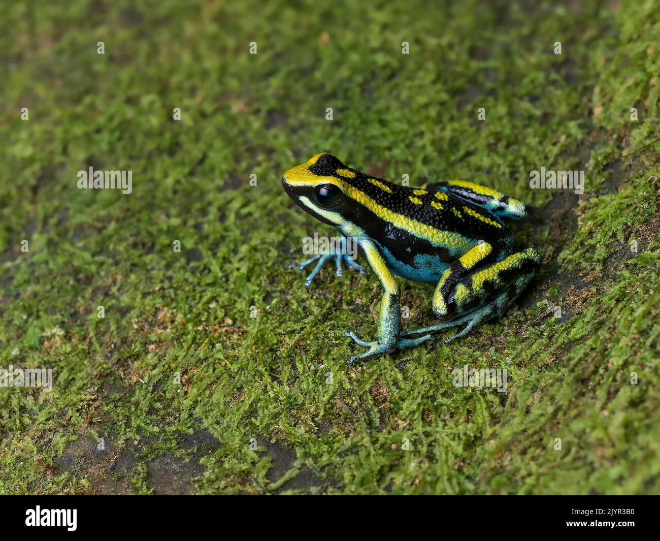 Pleasing Poison Frog (Amereega bassleri), ?Ojos de Agua? morph, Peru ...