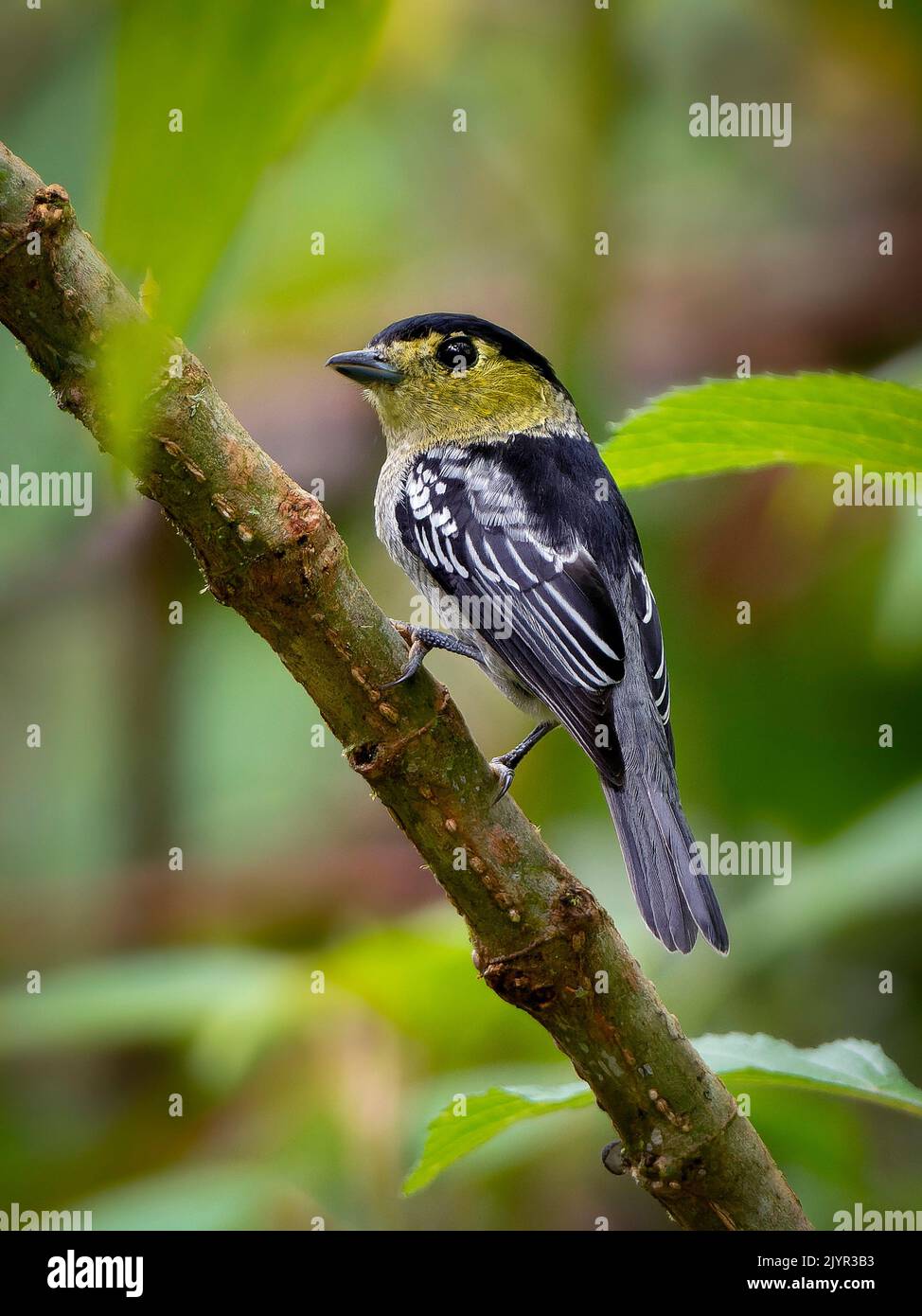 Barred Becard (Pachyramphus versicolor), male Stock Photo - Alamy