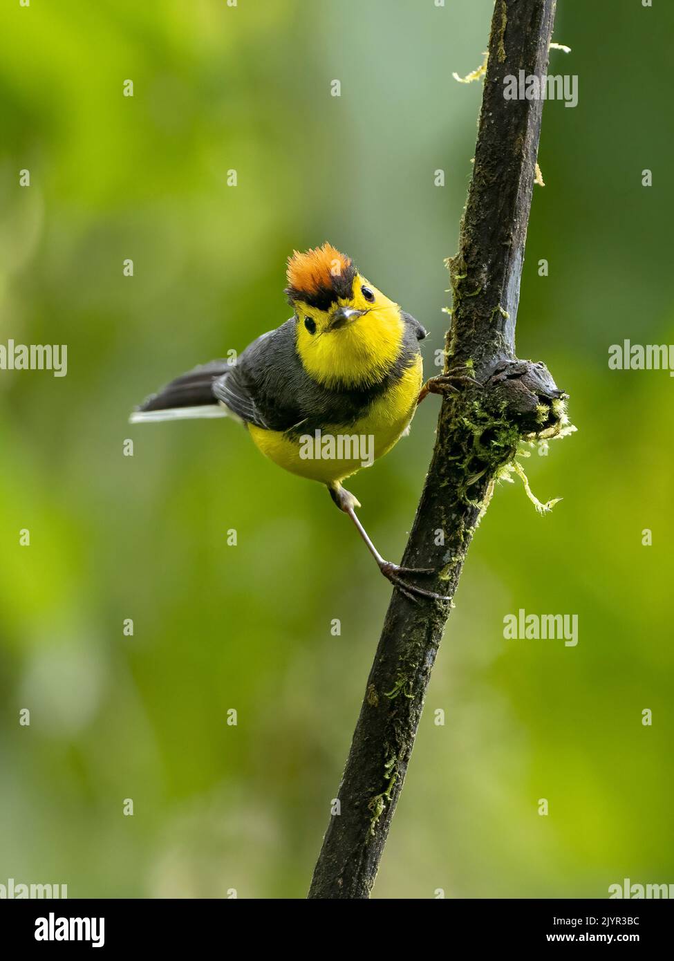 Collared Redstart (Myioborus torquatus), frontal view, Chiriqui Highlands, Panama Stock Photo ...