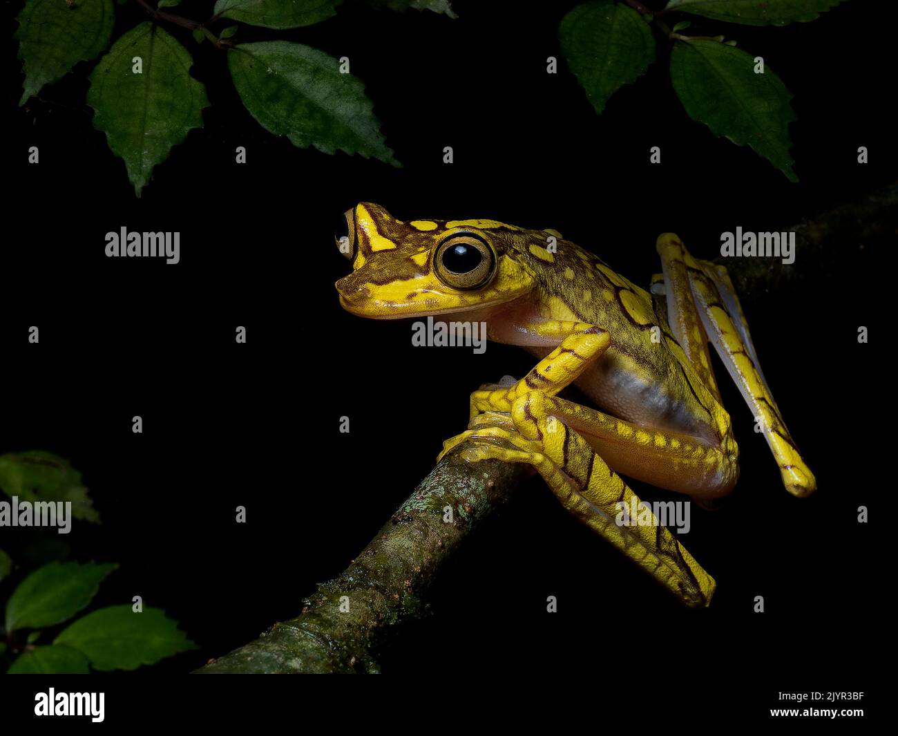 Imbabura Tree Frog (Boana picturata), Peru Stock Photo - Alamy