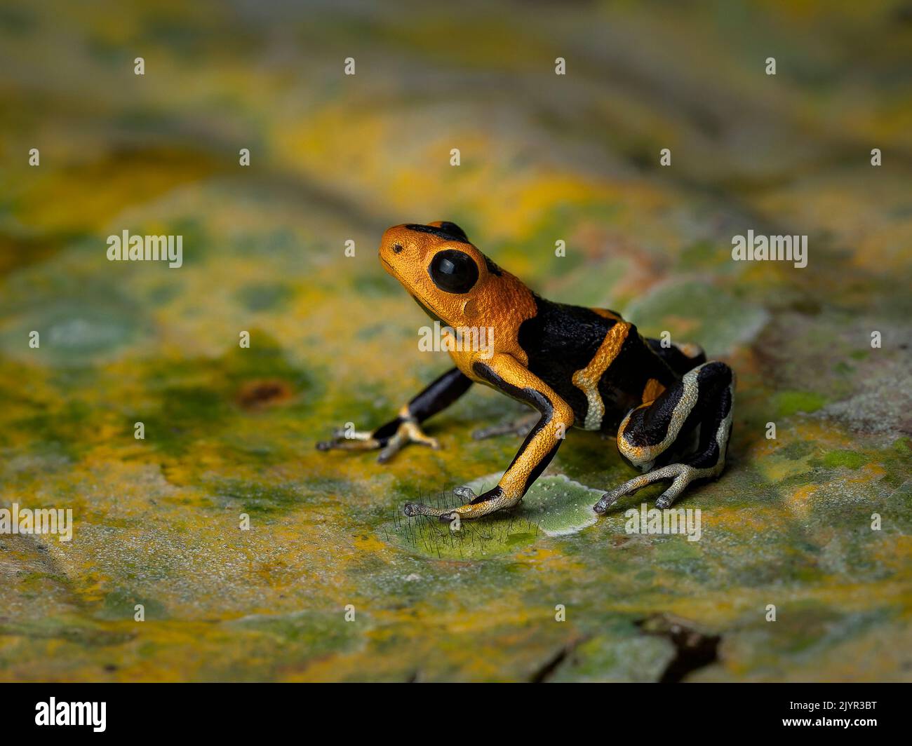 Summer?s Poison-frog (Ameerega summersi), Peru Stock Photo - Alamy