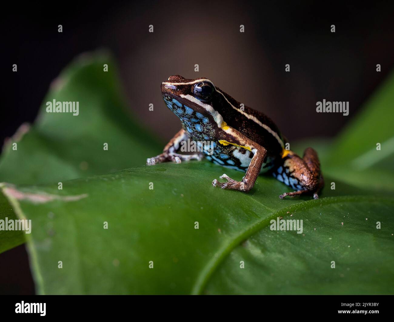 Amazon Poison-frog (Ameerega altamazonica), morphdendrobatidae ?Ojos de ...