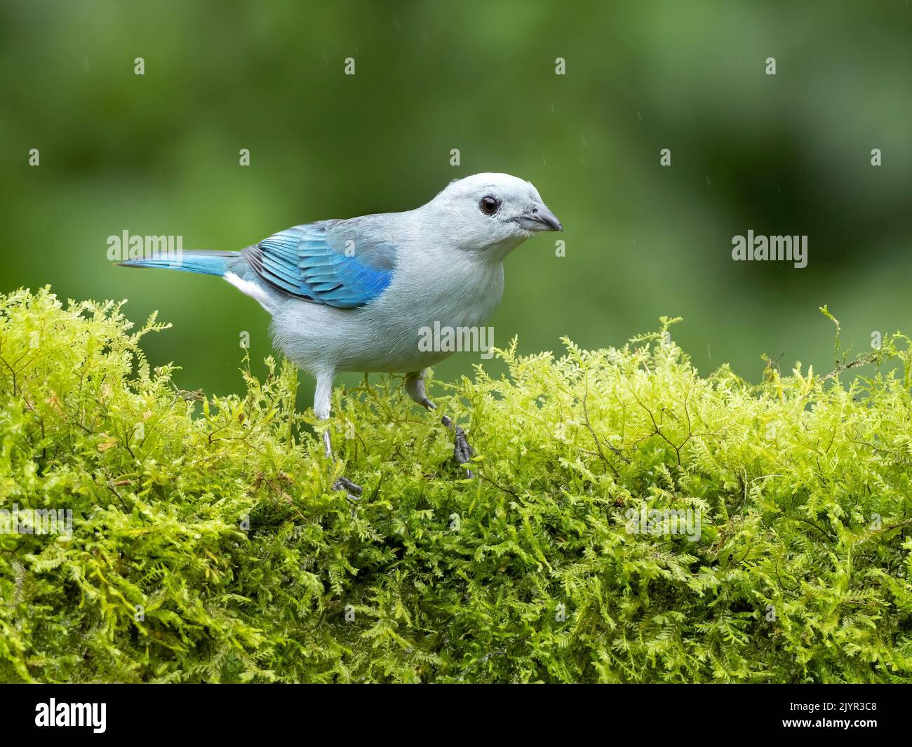 Blue-gray Tanager (Thraupis episcopus), Panama Stock Photo - Alamy