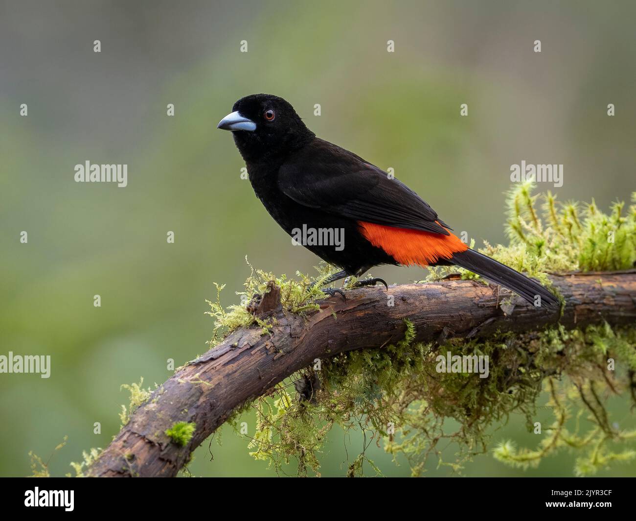 Scarlet-rumped Tanager (Ramphocelus passerinii), male, Chiriquí, Panama ...