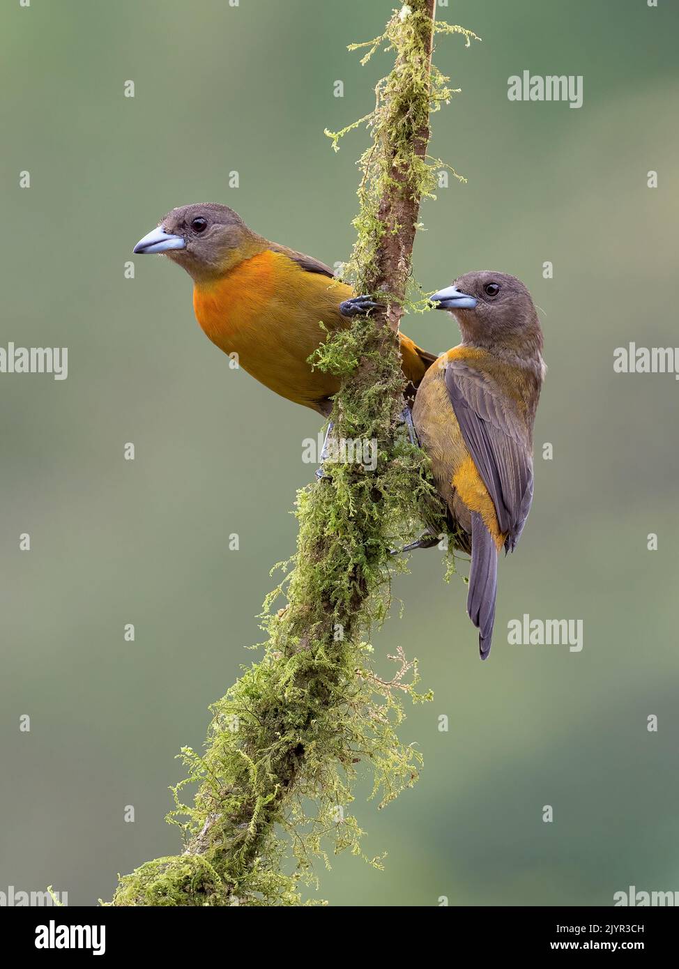 Scarlet-rumped Tanager (Ramphocelus passerinii), two females, Chiriqui ...