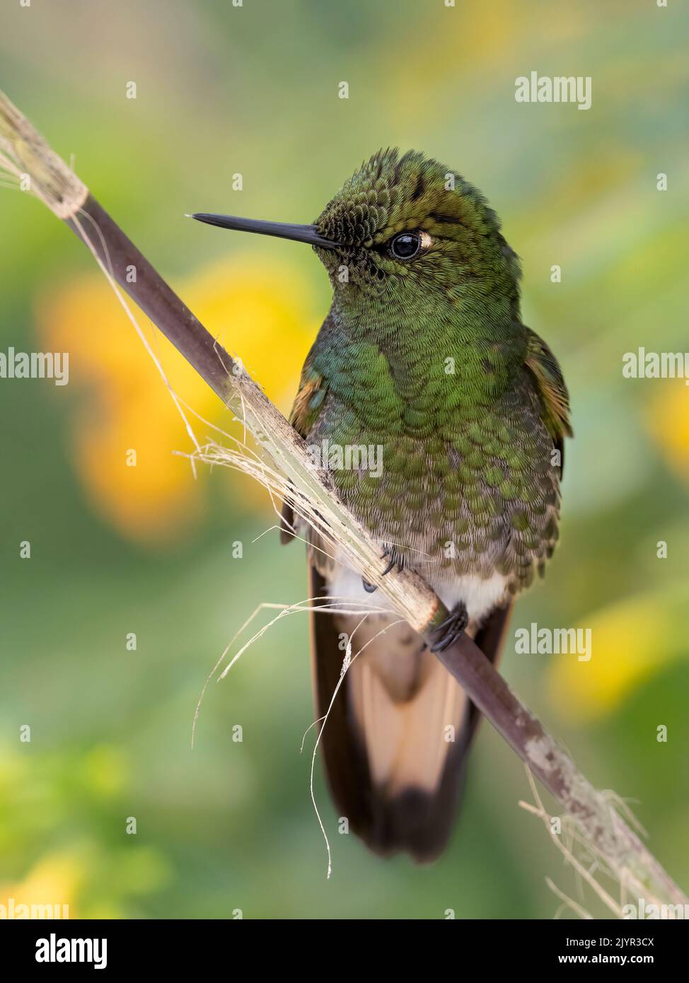 Buff-tailed Coronet (Boissonneaua flavescens), Mindo, Ecuador Stock ...