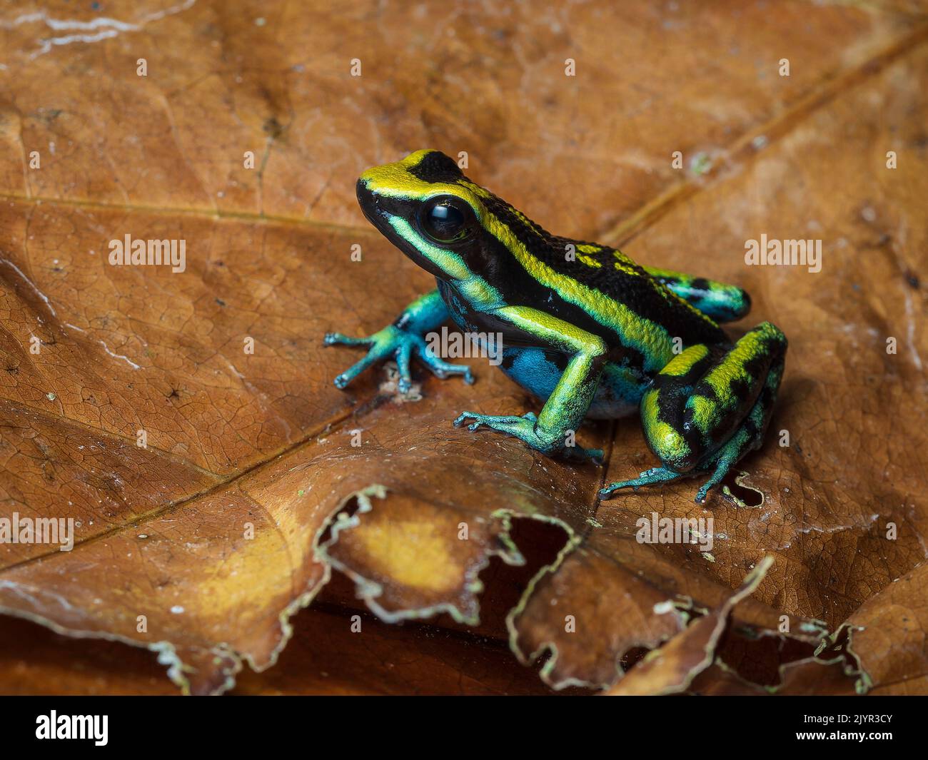 Pleasing Poison Frog (Amereega bassleri), ?Ojos de Agua? morph, Peru ...