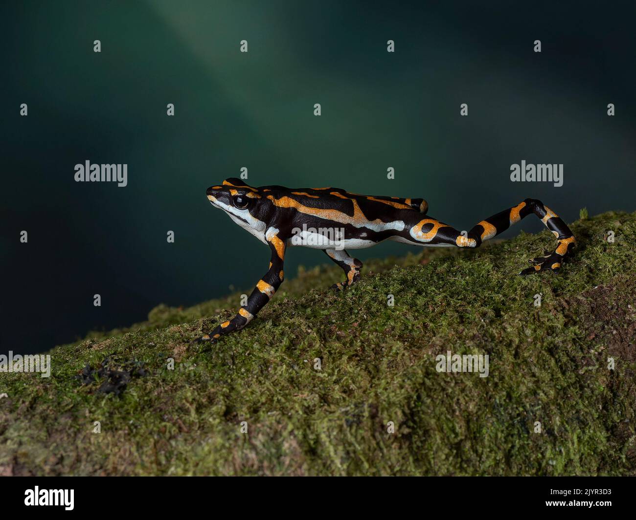 Harlequin toad (Atelopus seminiferus), ?el Dorado? morph, Peru Stock ...