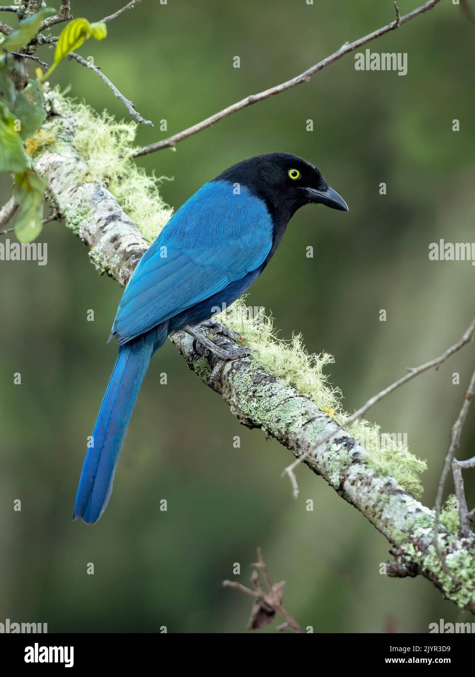 Bushy-crested Jay (Cyanocorax melanocyaneus), Guatemala Stock Photo - Alamy