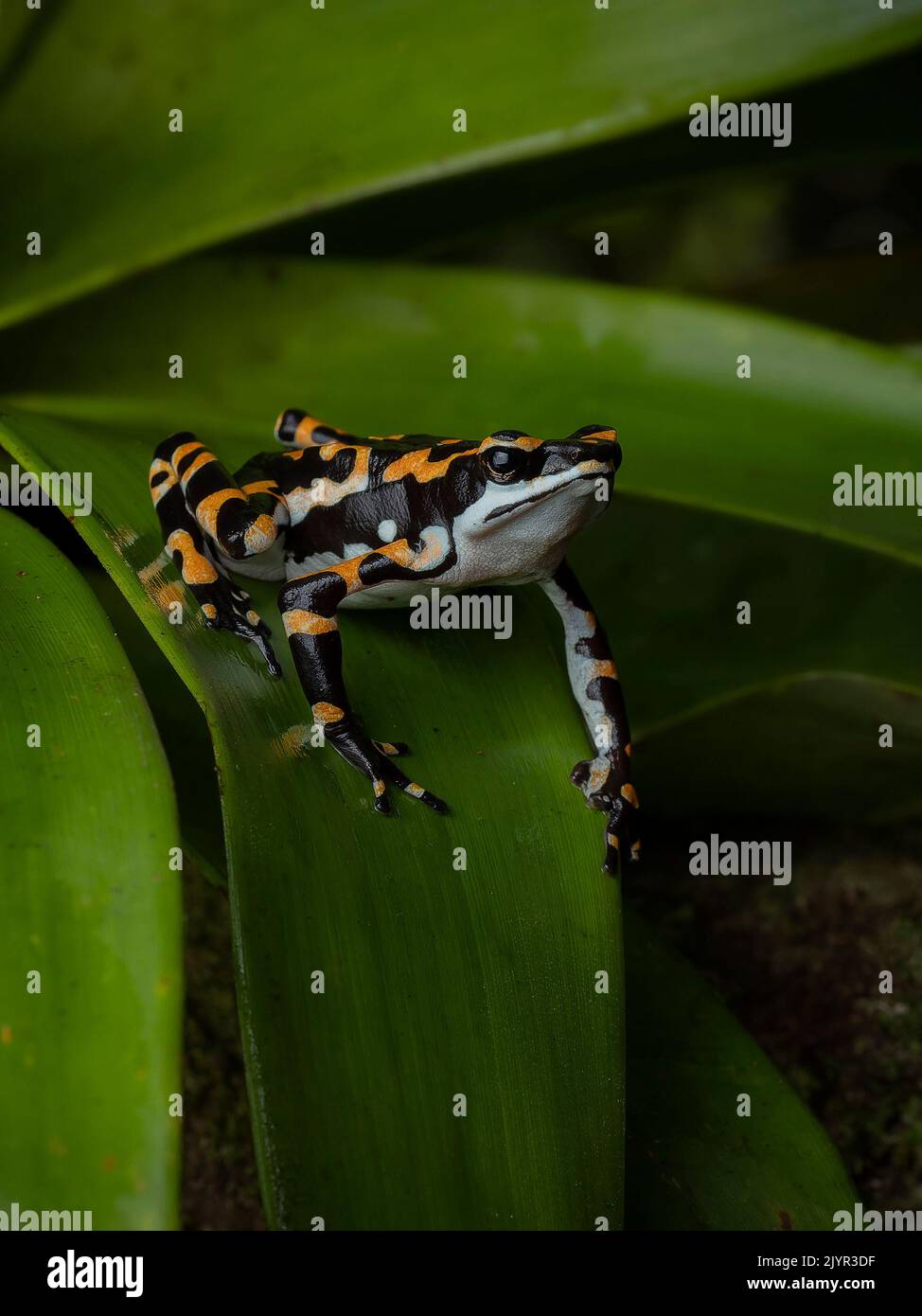 Harlequin toad (Atelopus seminiferus), ?el Dorado? morph, Peru Stock ...