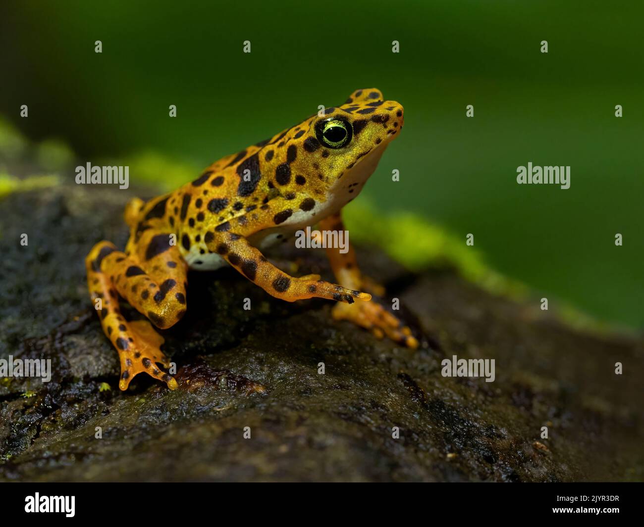 Toad Mountain Harlequin Toad (Atelopus certus), Darien, Panama Stock ...