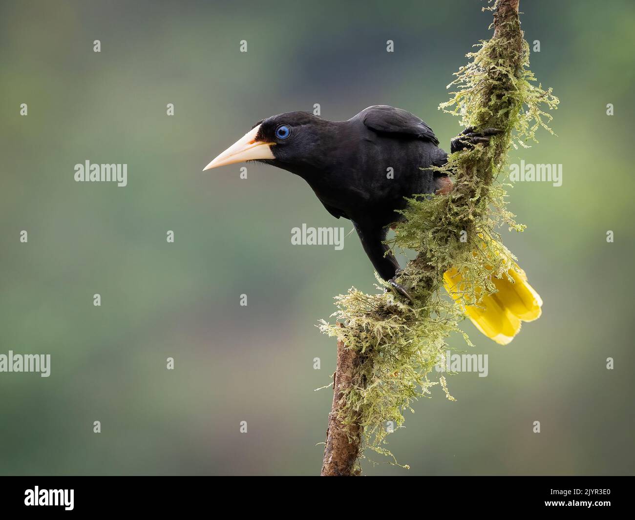 Crested oropendola (Psarocolius decumanus), Chiriqui, Panama Stock ...