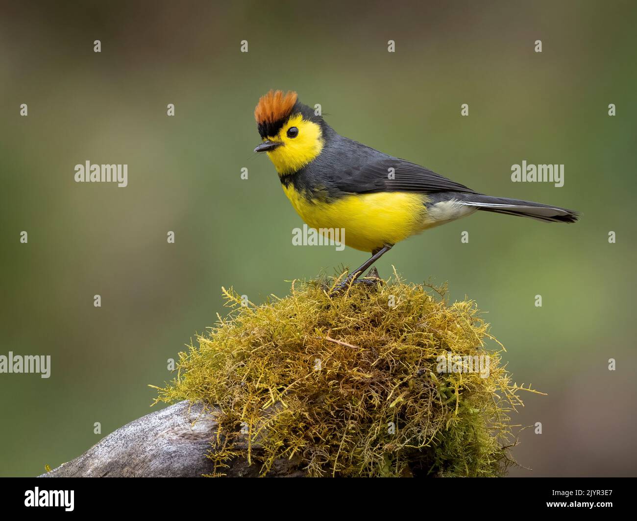 Collared Redstart (Myioborus torquatus), Chiriqui Highlands, Panama Stock Photo - Alamy