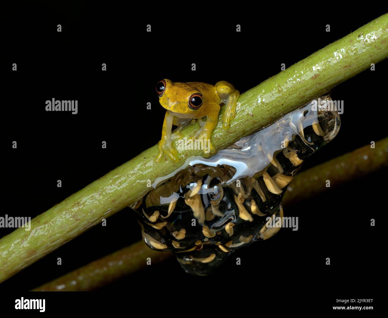 Lesser Treefrog (Dendropsophus minutus), male caring for eggs, Tarapoto ...