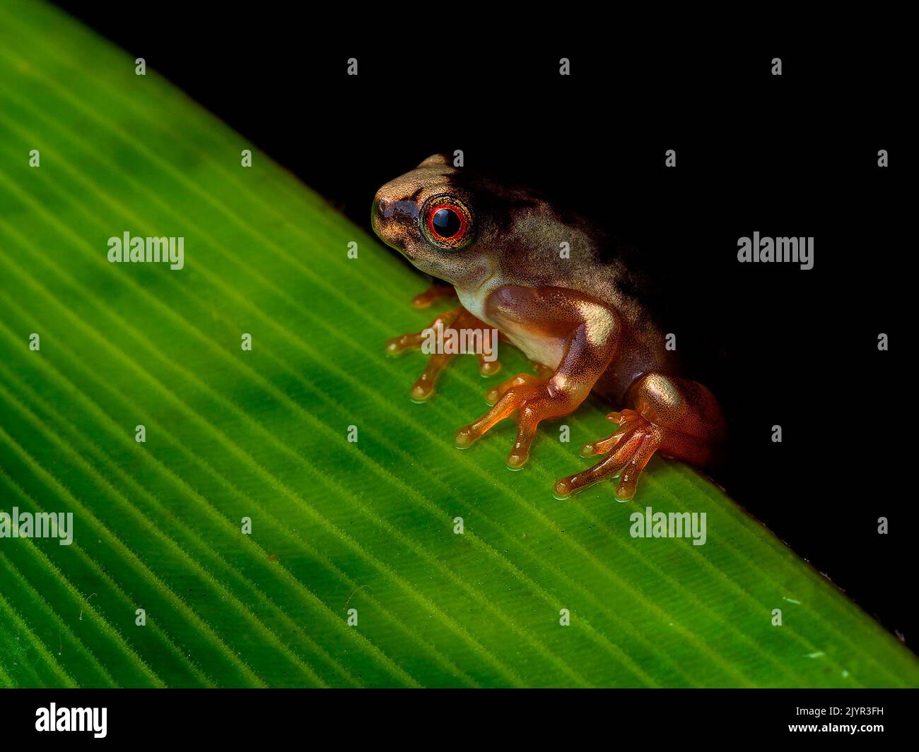 Tree frog (Dendropsophus sp), recently metamorphosed froglet, Peru Stock Photo - Alamy