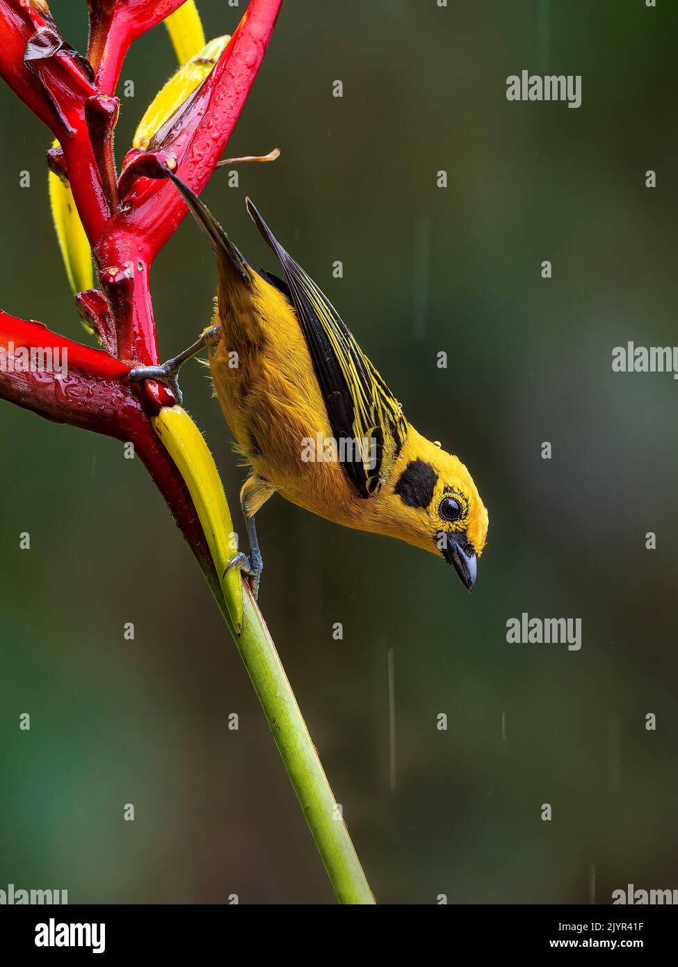 Golden Tanager (Tangara arthus), on heliconia flower, Colombia Stock ...