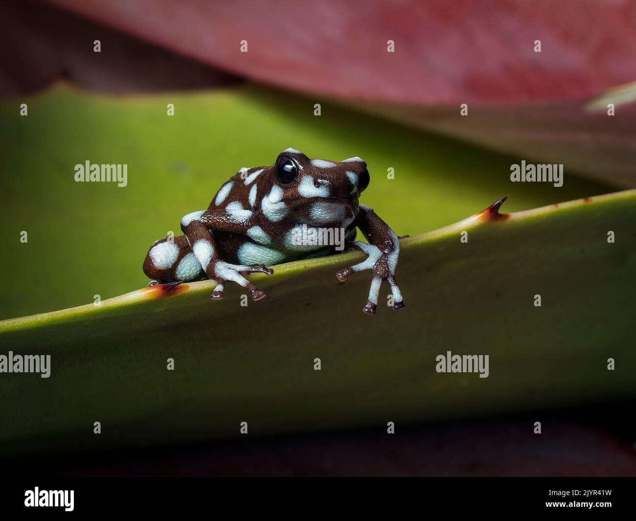 Marañon Poison-frog (Excidobates mysteriosus), large-spotted morph ...