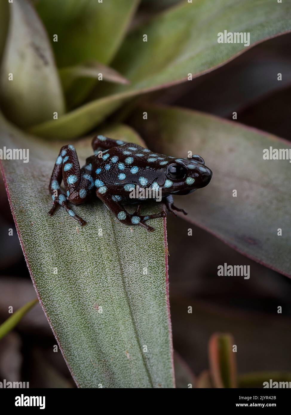 Excidobates mysteriosus hi-res stock photography and images - Alamy