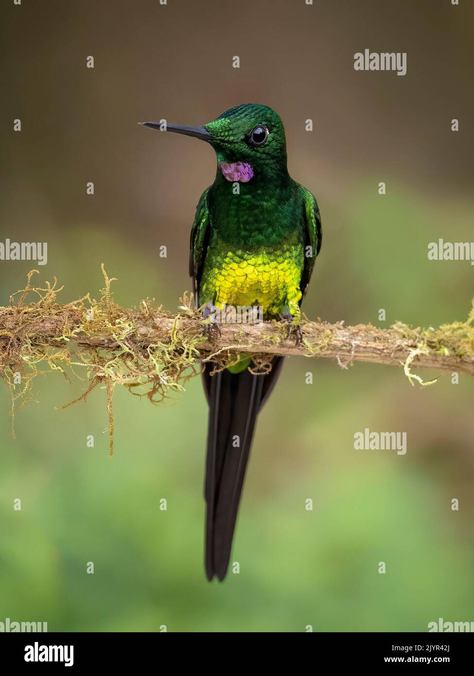 Empress Brilliant (Heliodoxa imperatrix), male, ecuador Stock Photo - Alamy