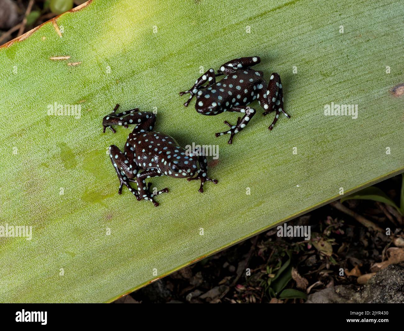 Marañon Poison-frog (Excidobates mysteriosus), small-spotted morph ...