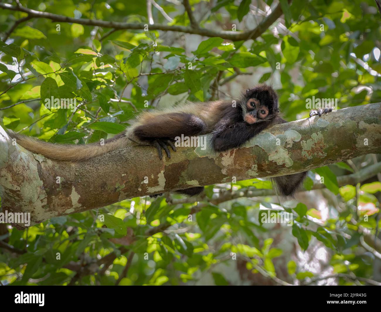 Geoffroy?s Spider Monkey (Ateles geoffroyi), Tikal, Guatemala Stock ...