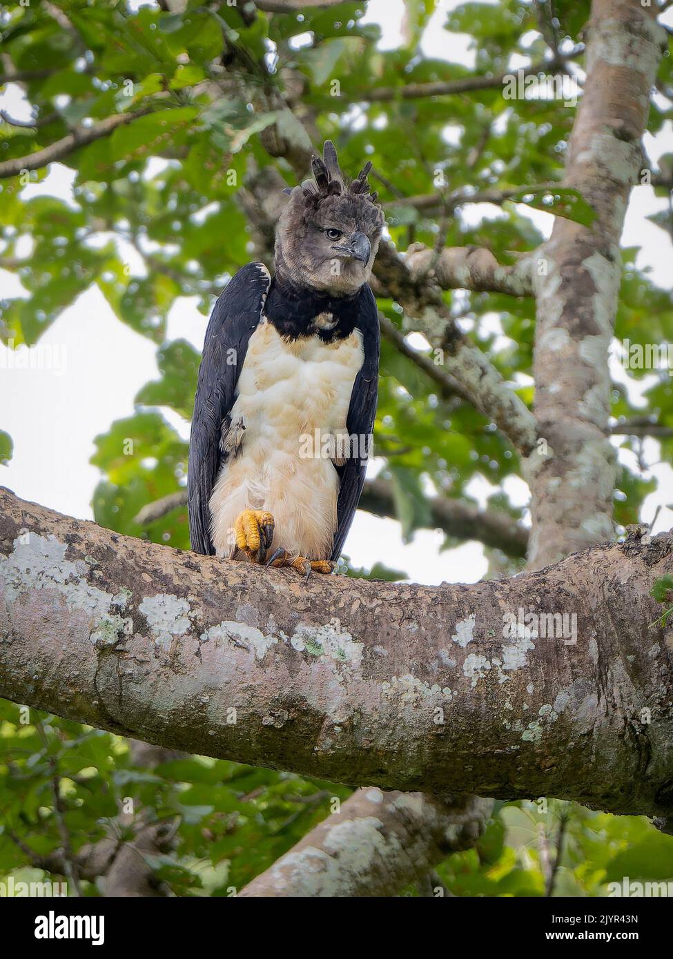 Harpy Eagle (Harpia harpyja), female, Panama Stock Photo - Alamy