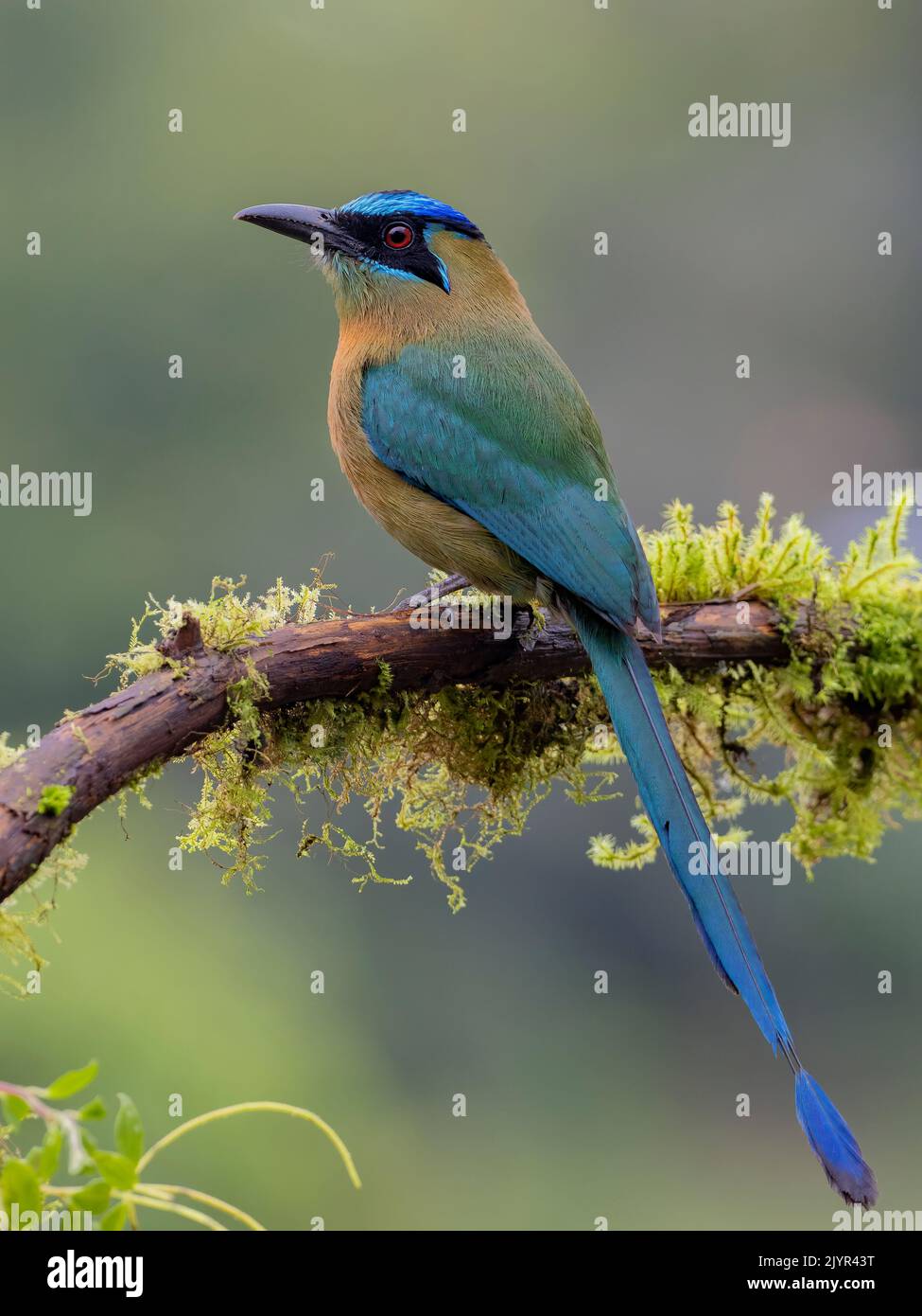 Lesson?s Motmot (Momotus lessonii), Chiriquí, Panama Stock Photo - Alamy
