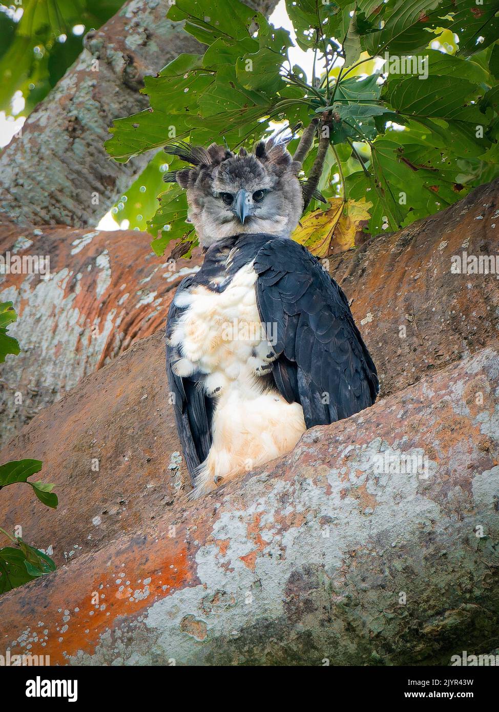 Harpy Eagle (Harpia harpyja), female, Panama Stock Photo - Alamy Harpy Eagle (Harpia harpyja), female, Panama Stock Photo - Alamy