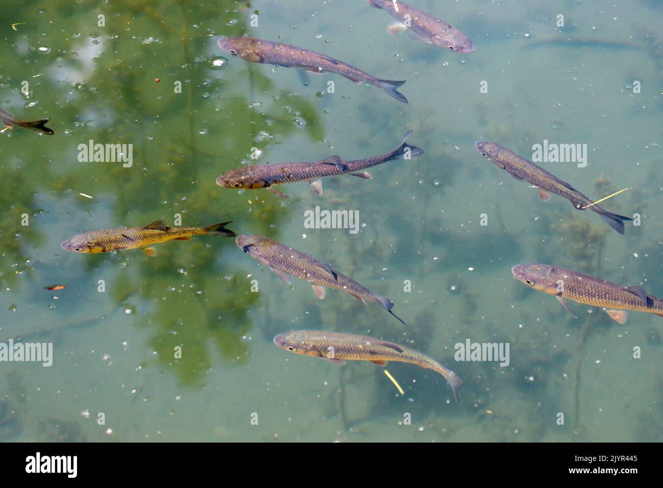 Common chub (Squalius cephalus) shoal at surface of pond, Gard, France ...
