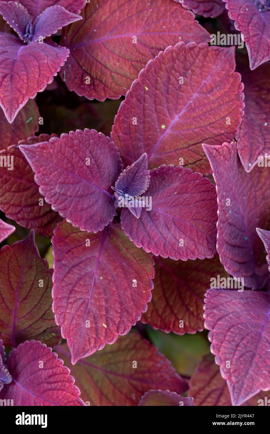 Coleus (Solenostemon scutellarioides Stock Photo - Alamy