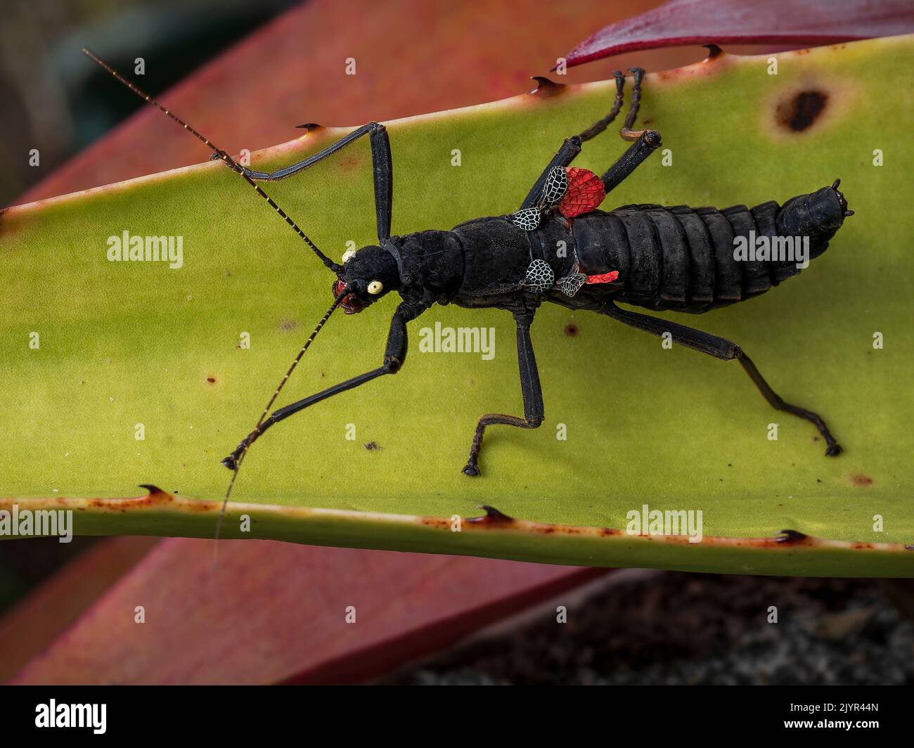 Black Stick Insect (Peruphasma schultei), Cordillera del Condor, Peru ...