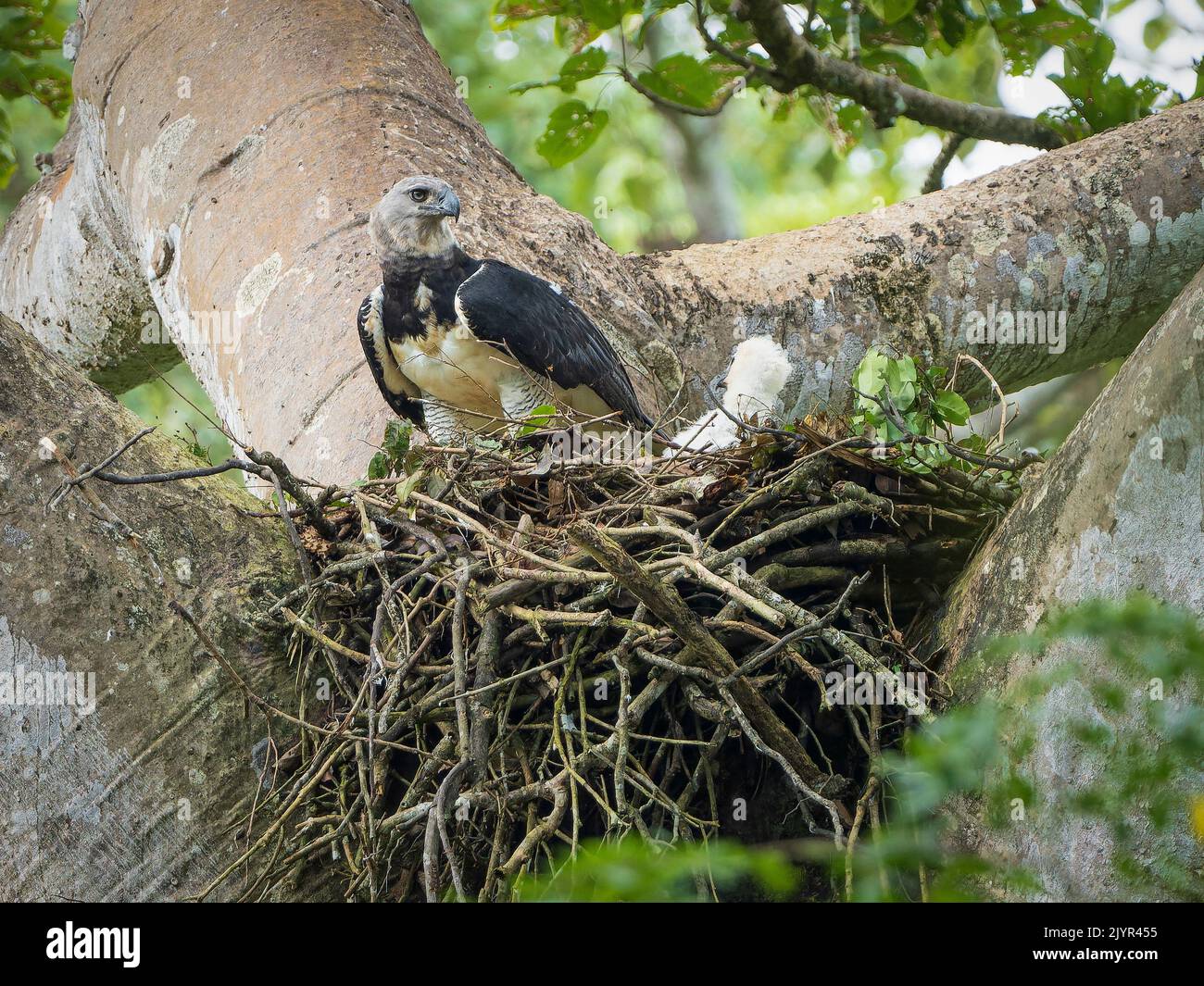 Harpy Eagle (Harpia harpyja), female and young chick on nest, Panama ...